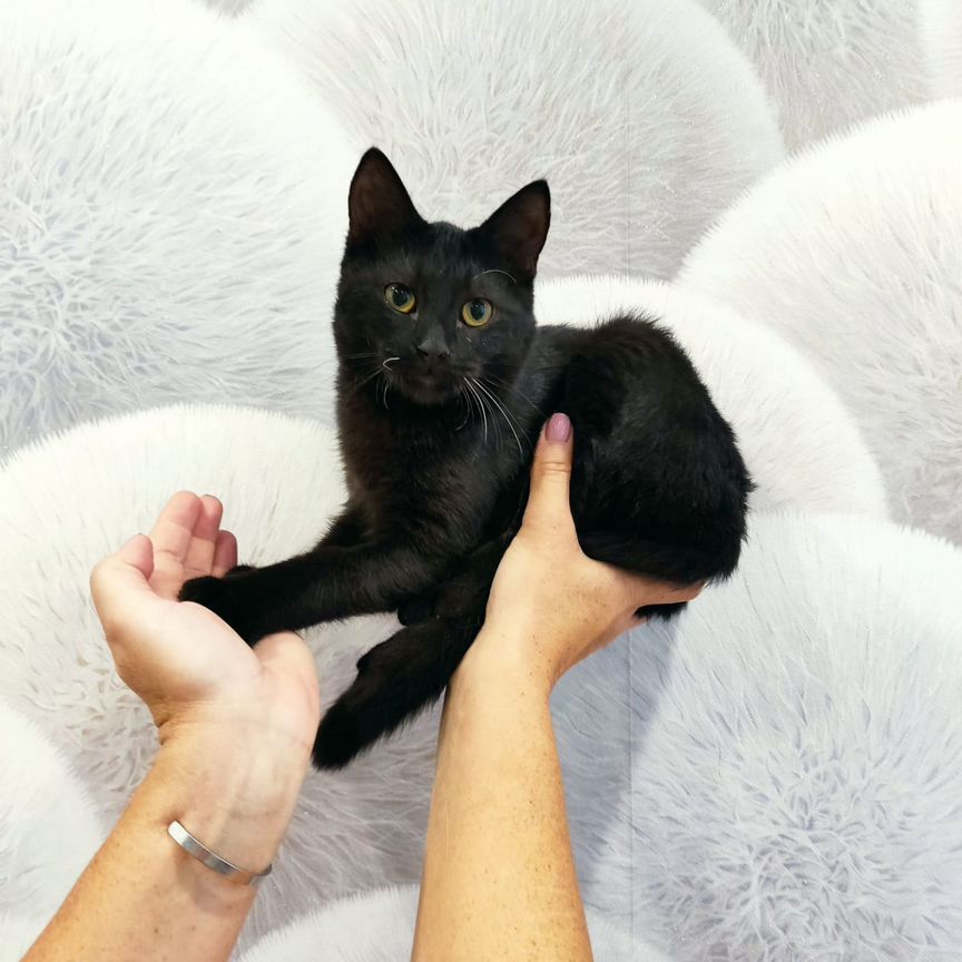 Котёнок жертва живодеров