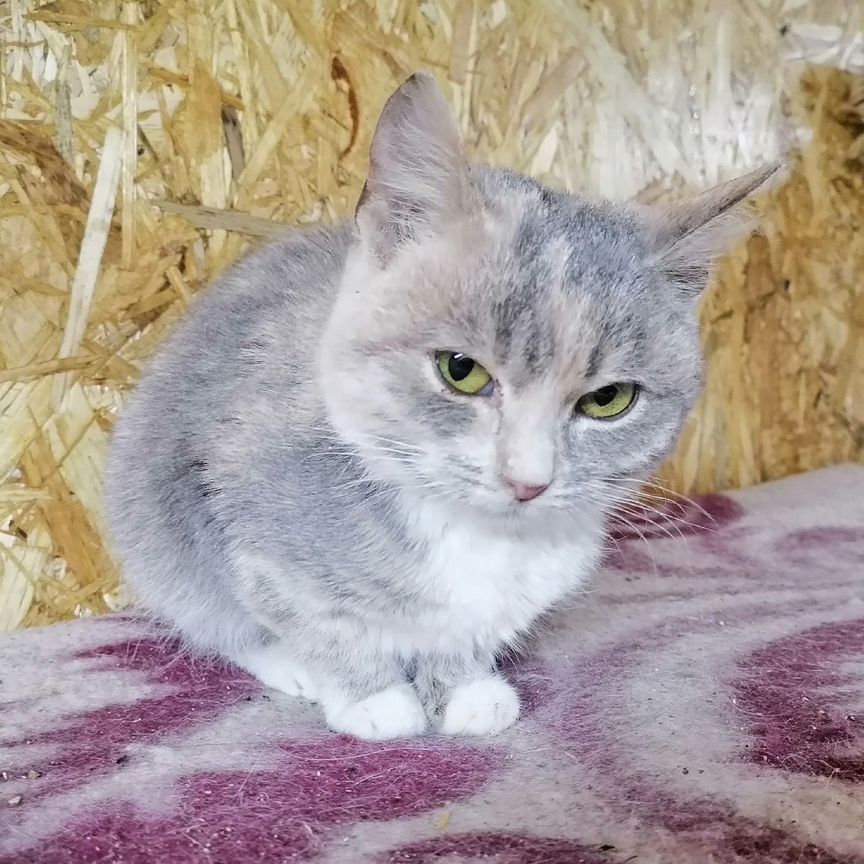 Шестимесячная кошечка