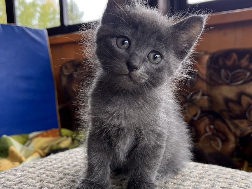 Котята
