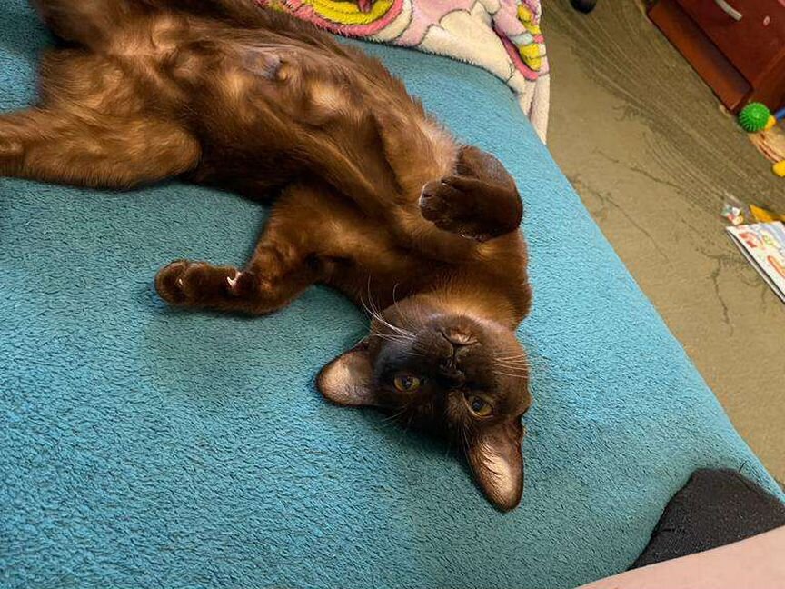 Кошка бурманская