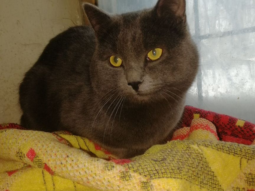 Британский кот в добрые руки