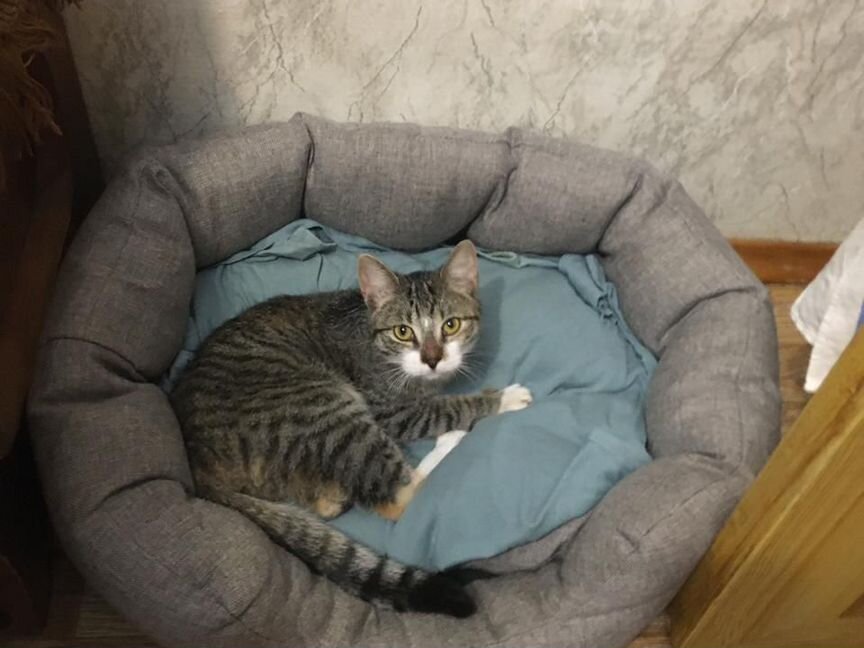 Кошечка ласкуша