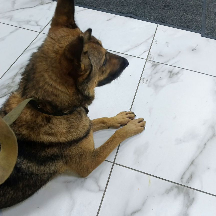 Метис овчарки