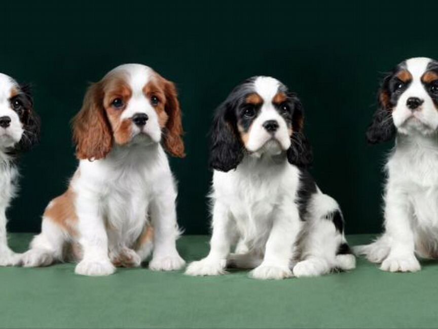 Кавалер кинг чарльз спаниель щенки