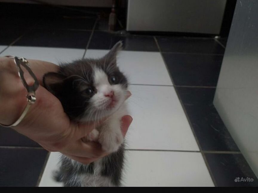 Котёнок 5 апреля, мэнкс, 5 месяцев