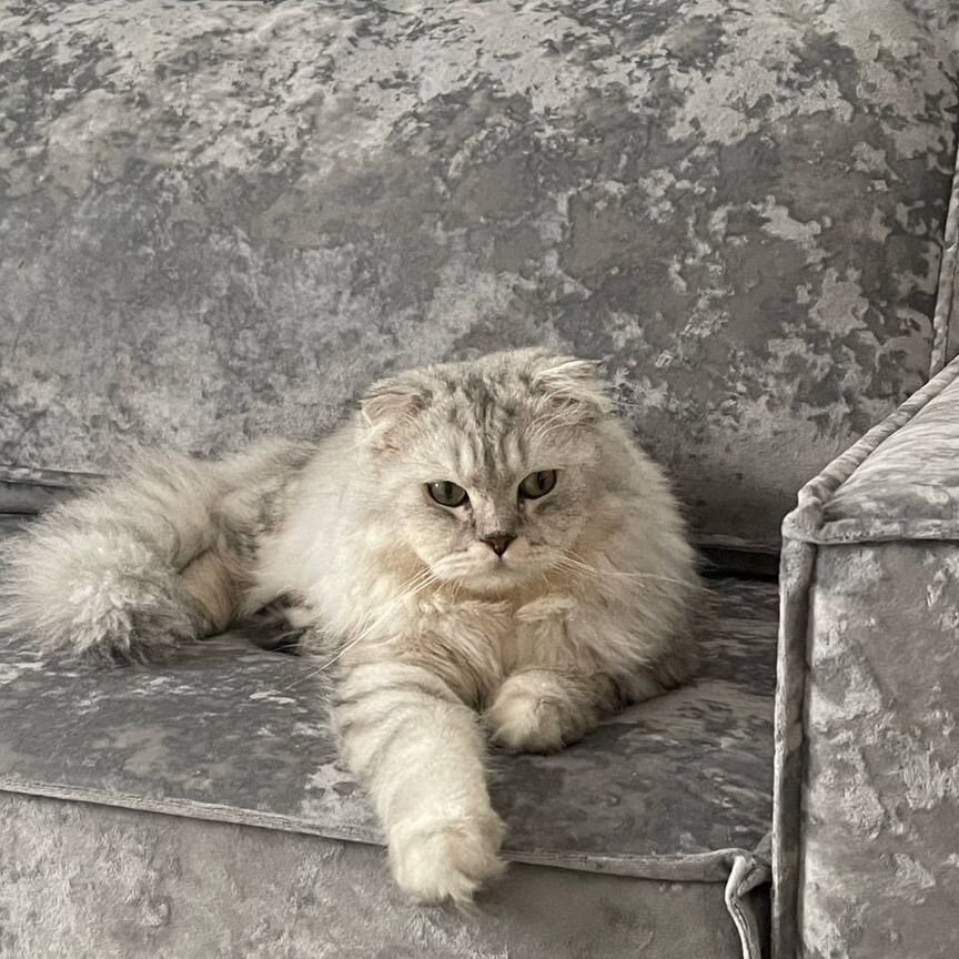 Шотландский кот на вязку