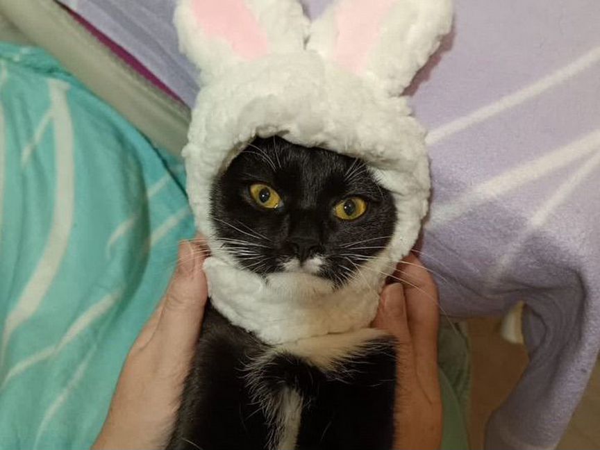 Котенок кошка черная белая в добрые руки
