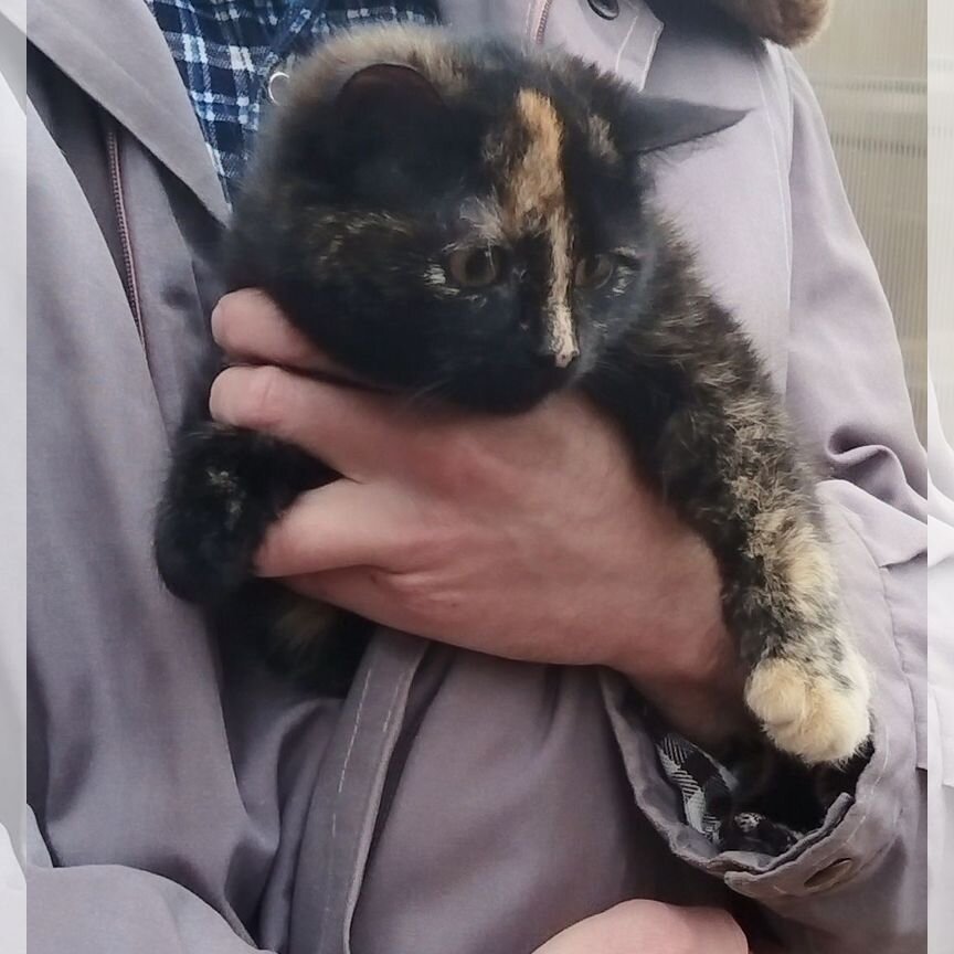 Бездомный котенок