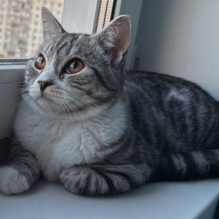 Взрослый кот в добрые руки