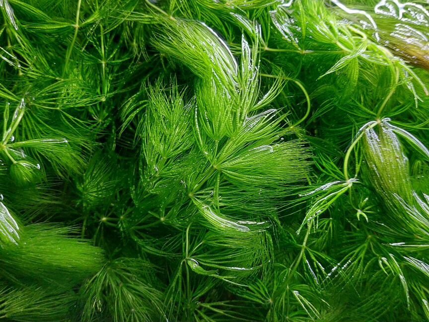 Роголистник в аквариум, небольшой тазик