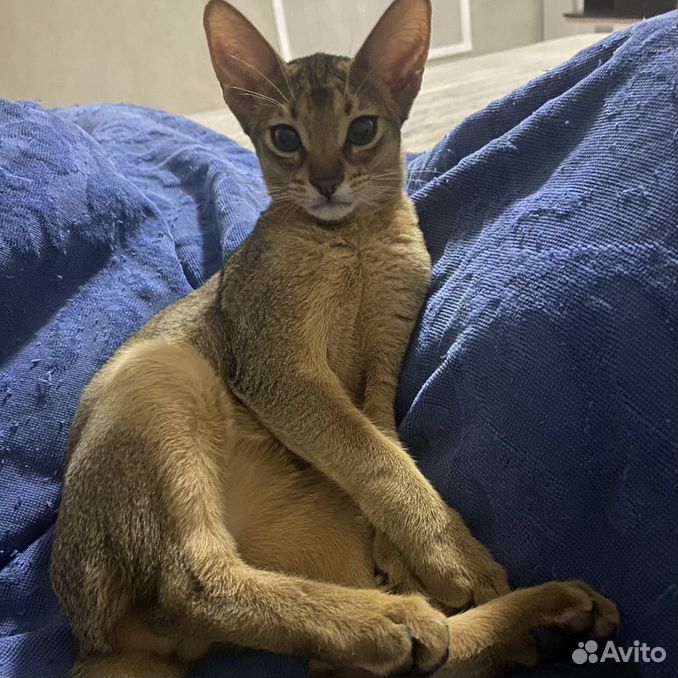 Аббисинские котята