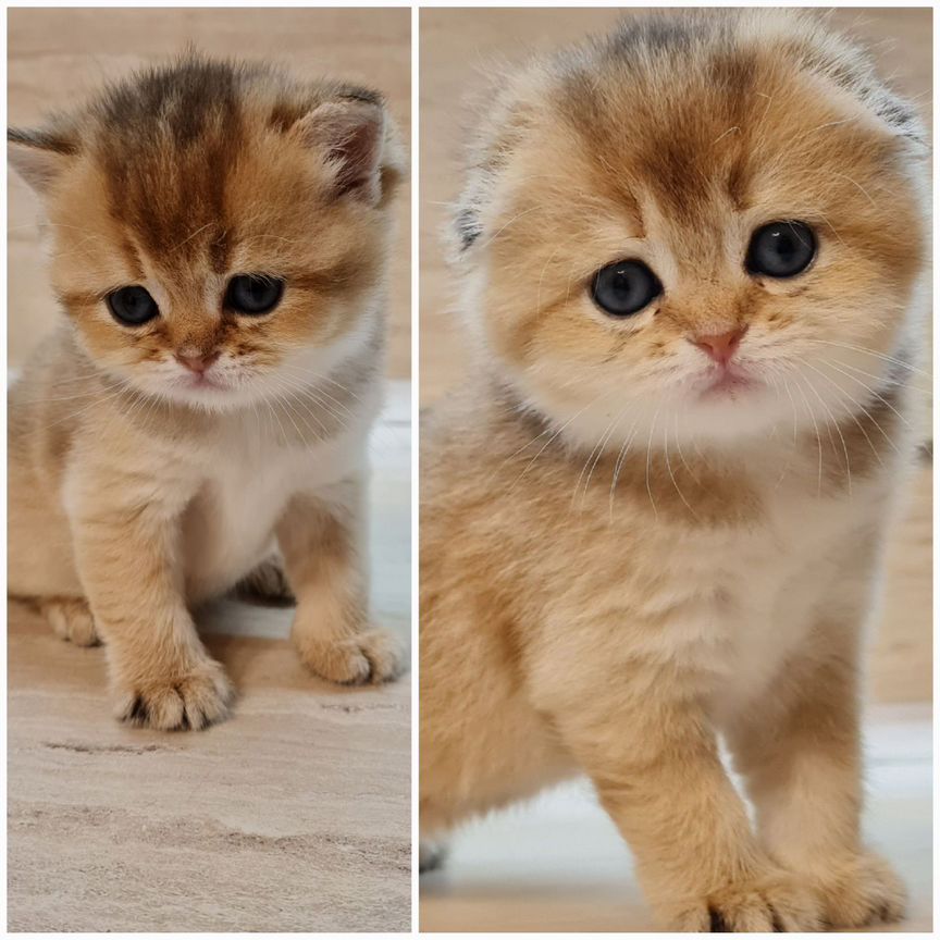 Шотландский вислоухий короткошёрстный котёнок