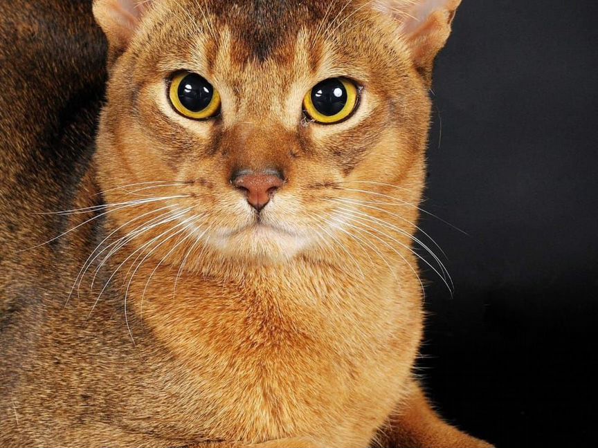 Цезарь ищет дом