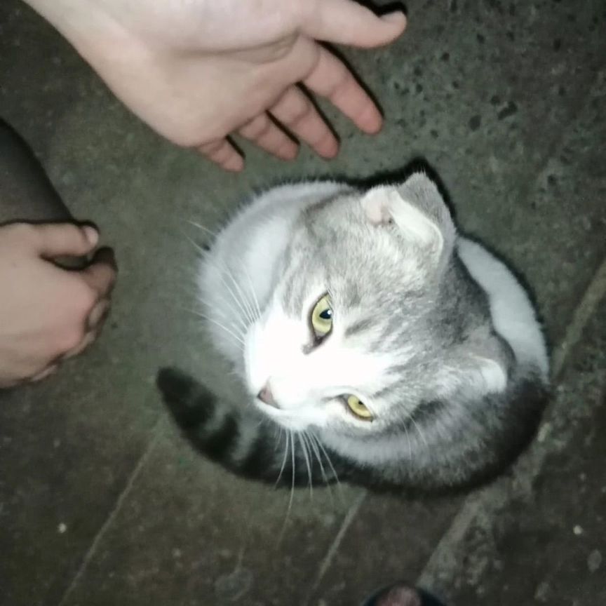Кошечка