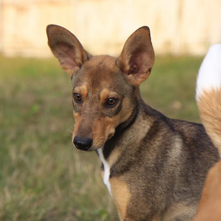Песик Вернон в дар