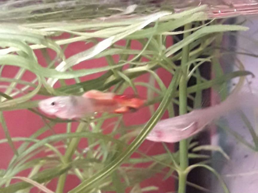 Обменяю рыбок