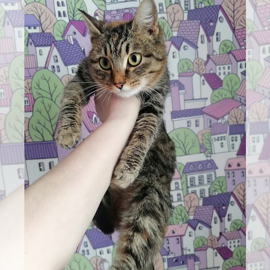Рита ищет дом)