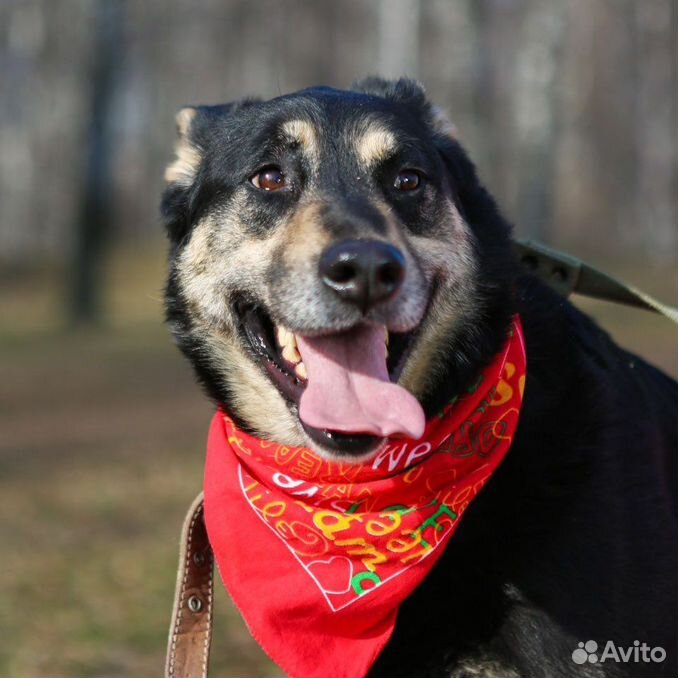 Макс-собака-друг ищет дом