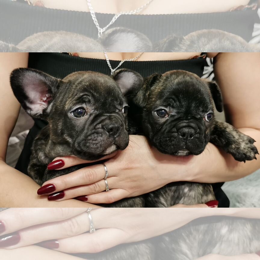 Французский бульдог, щенок