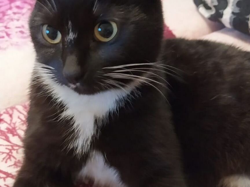 Кошечка Асти в добрые руки