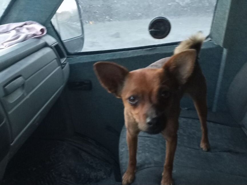 Потерялась собака