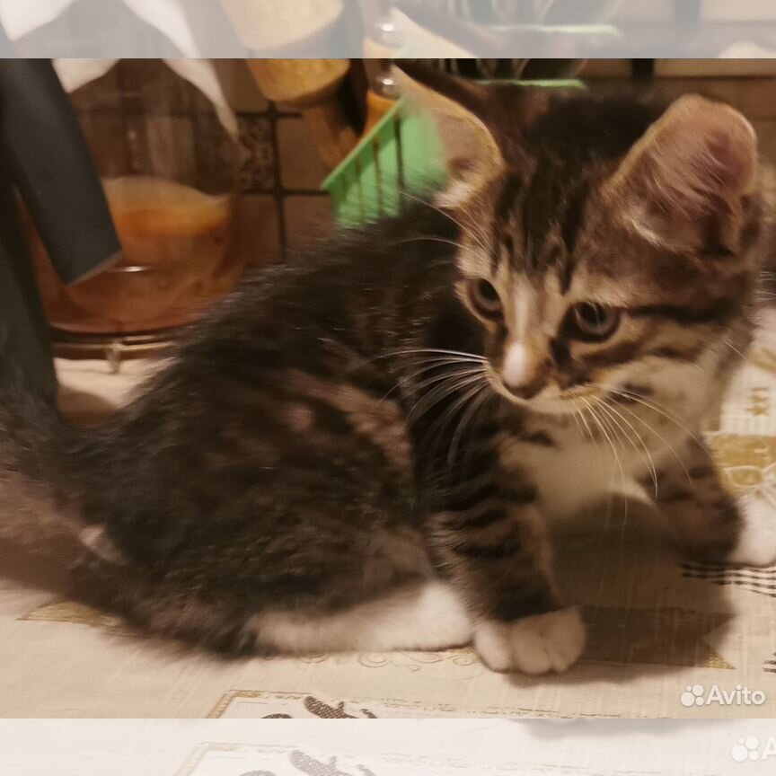Курильский бобтейл бесплатно