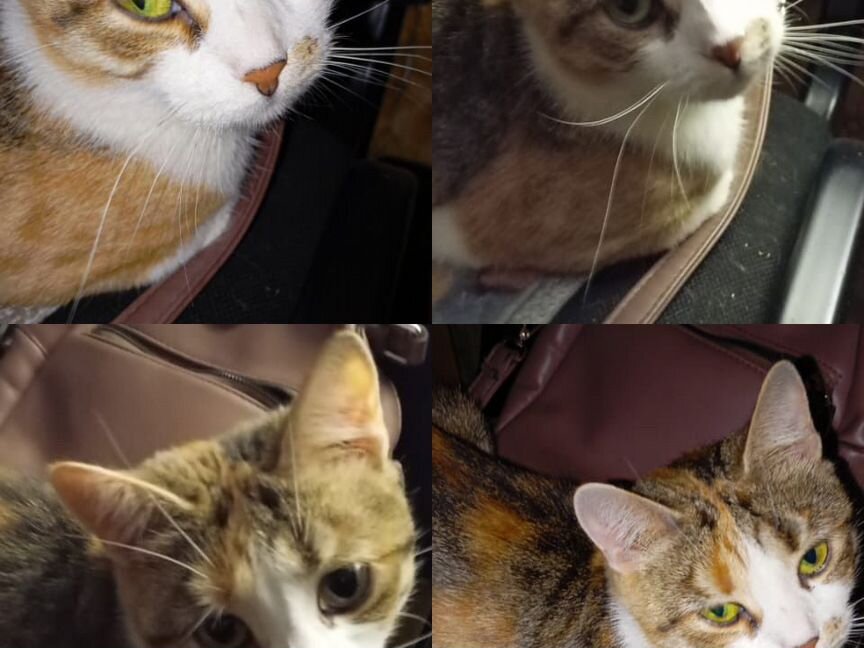 Кошка в добрые руки