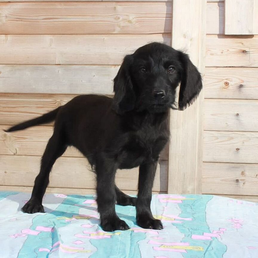 Спаниель щенки в добрые руки