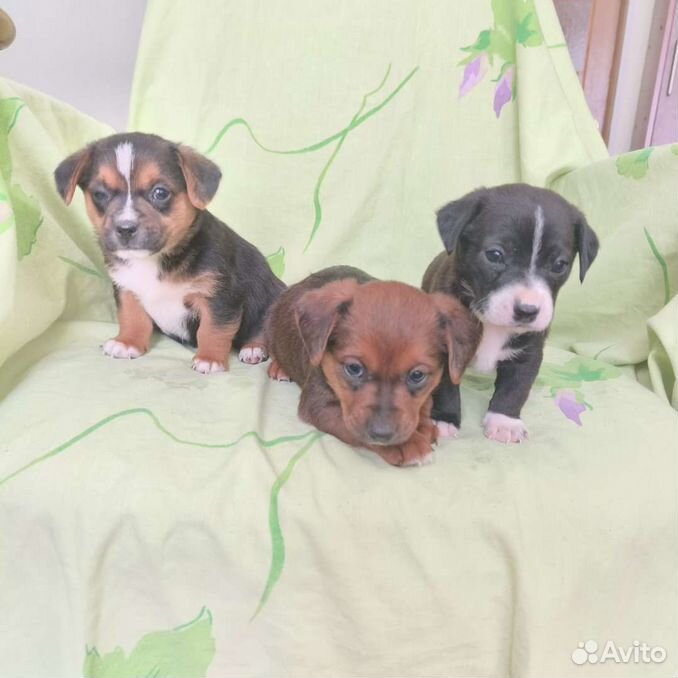 Щенки метисы Рассела и пинчера