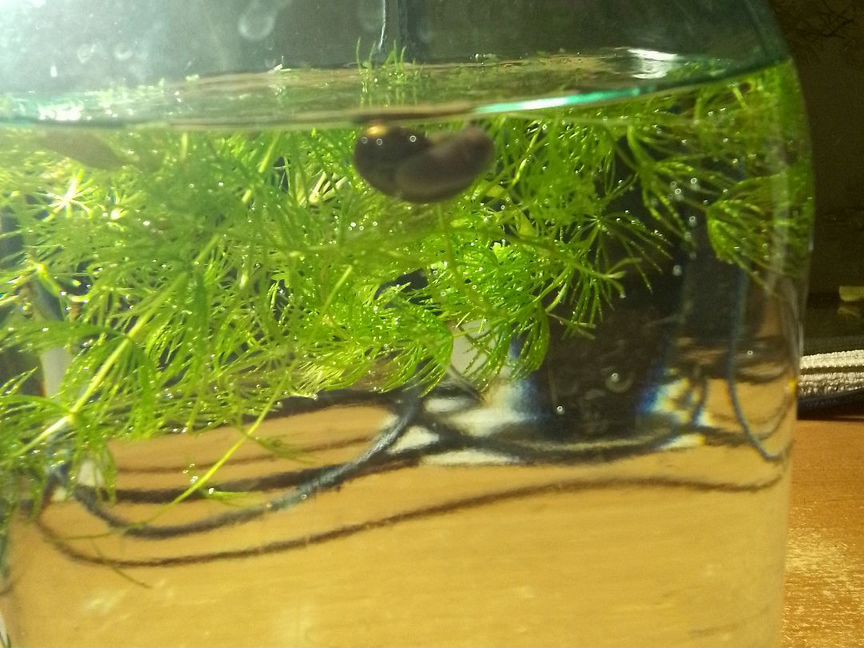 Аквариумные улитки