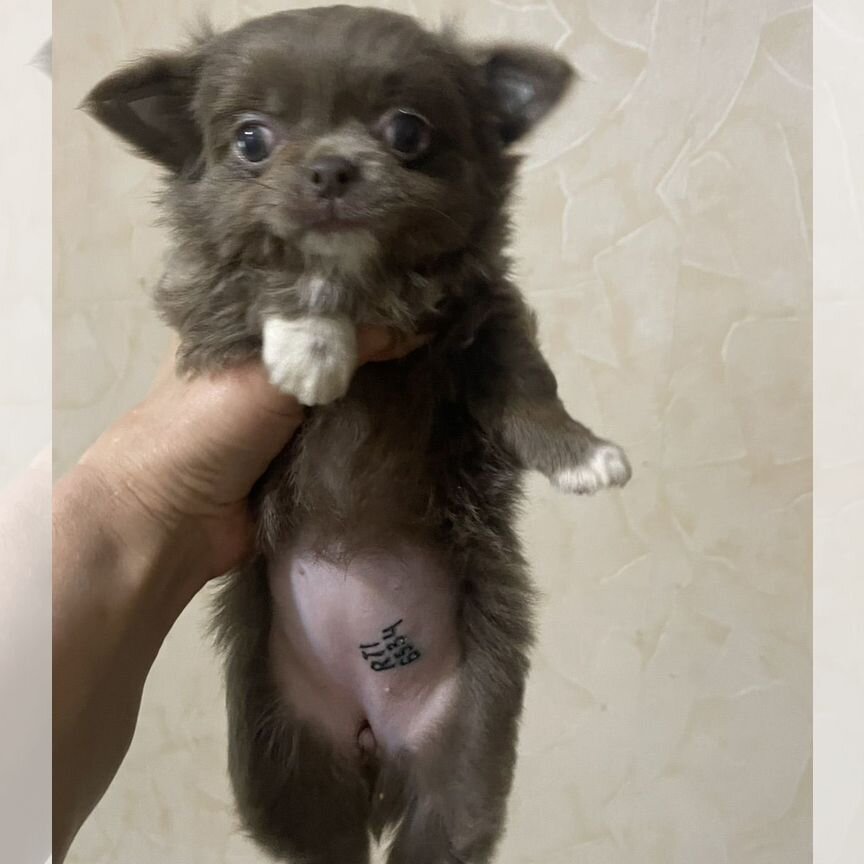 Чихуахуа, щенок