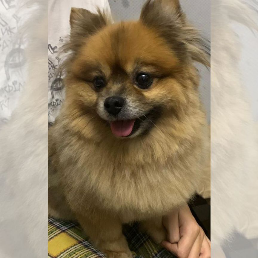 Померанский шпиц, взрослая собака