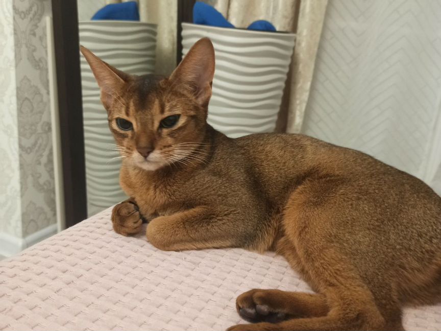 Абиссинская кошечка