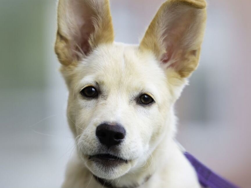 Помесь лабрадора щенок