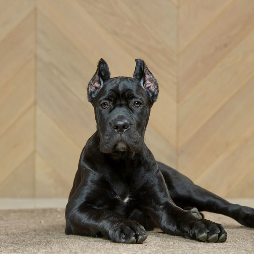 Кане-корсо, щенок