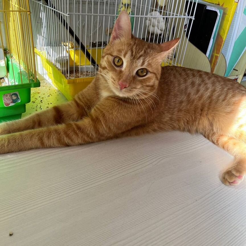 Кот Лео ищет дом