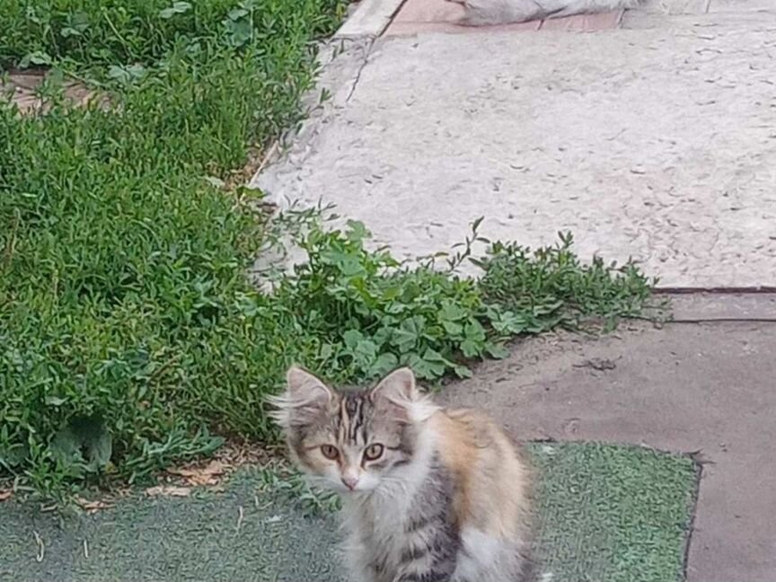 Отдам в добрые руки котика и кошечку