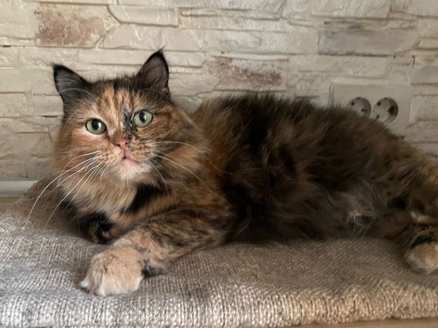 Кошка