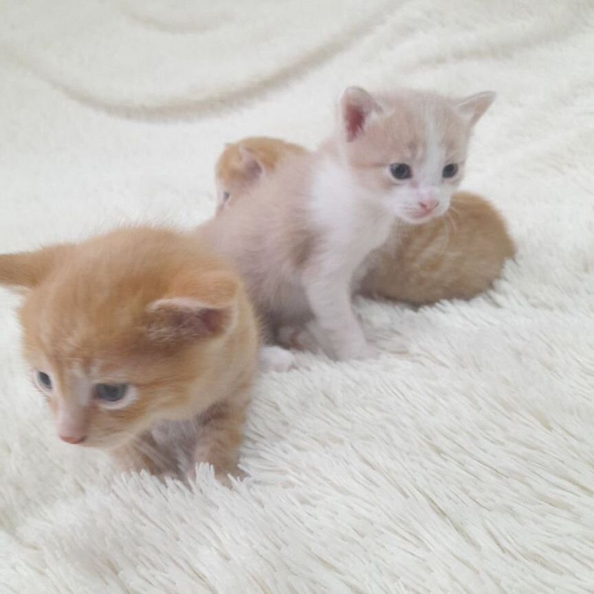 Отдам котенка в добрые руки