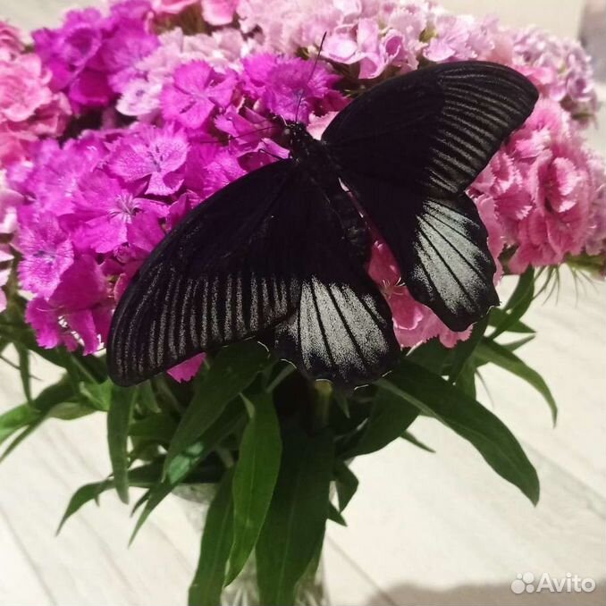 Ферма тропических бабочек