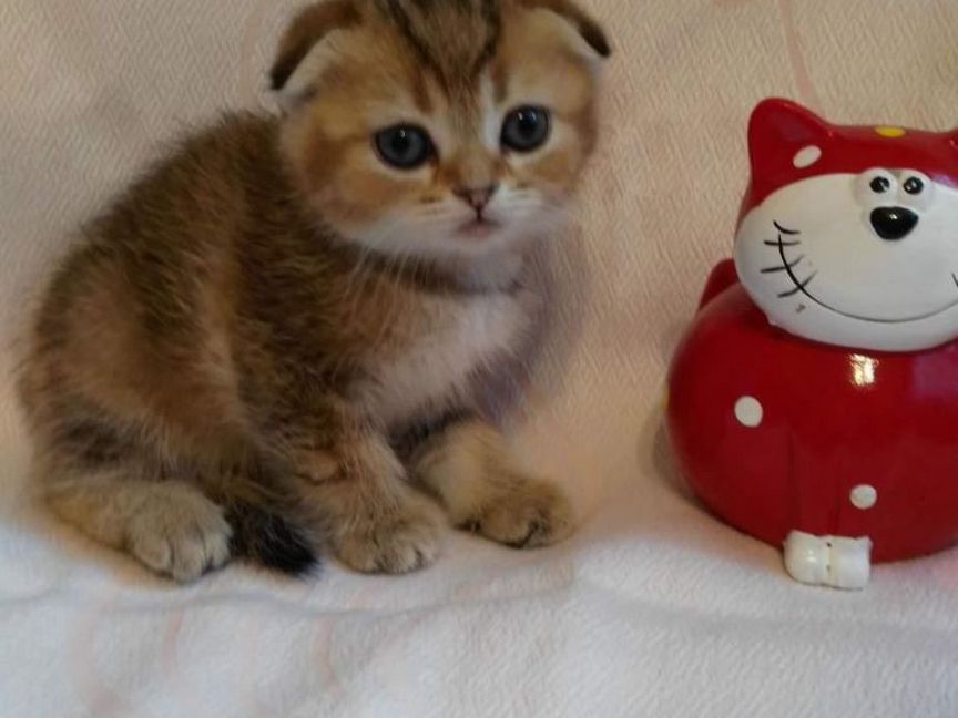 Золотая шиншилла. Кошечка и котик. Доставка