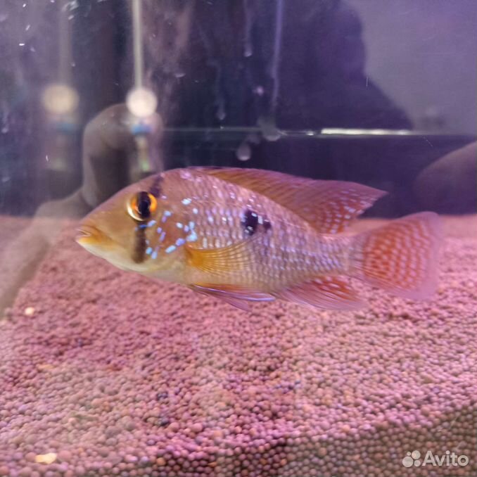 Геофагус Бразильский