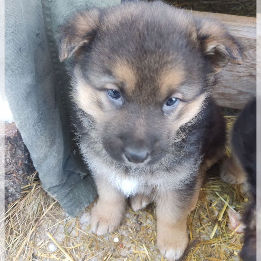 Щенки овчарки