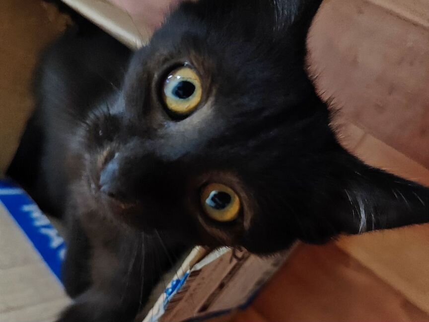 Ласковый котёнок девочка ищет родителей