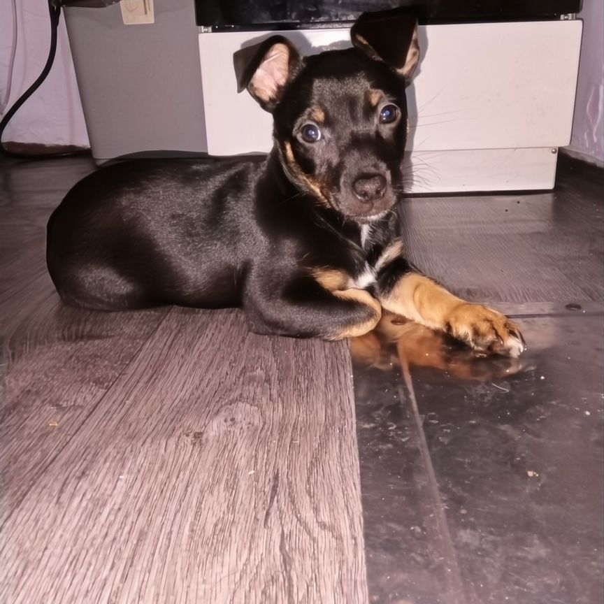 Русский той-терьер, щенок