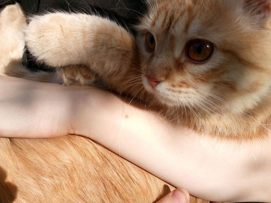 Кот бесплатно