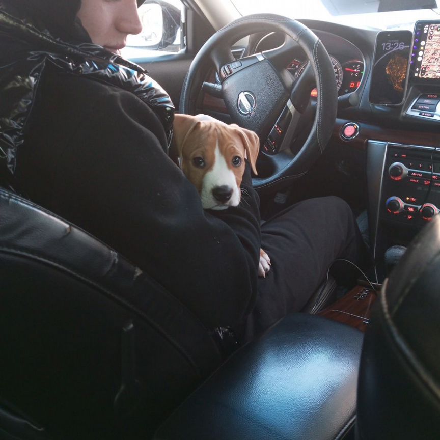 Американский стаффордширский терьер, щенок