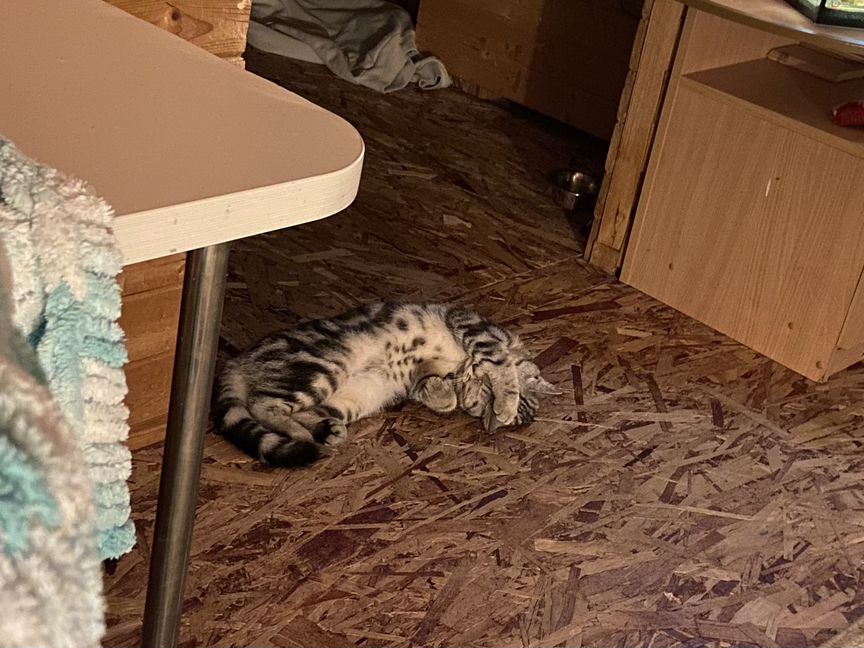 Кошка британка