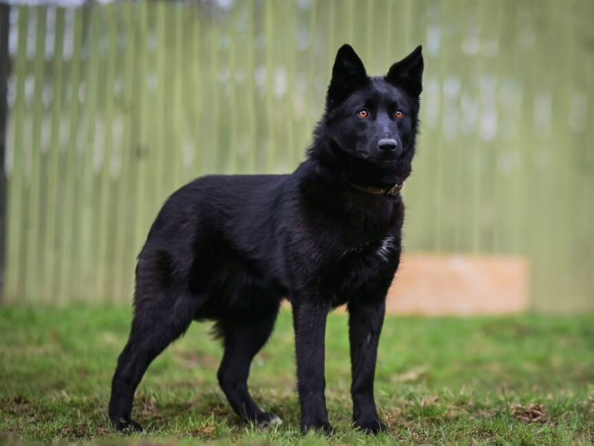 Очень хороший и добрый пес ищет дом