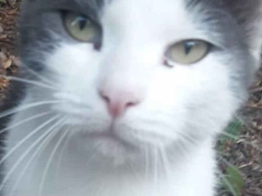 Кошка. Обновление 5.10